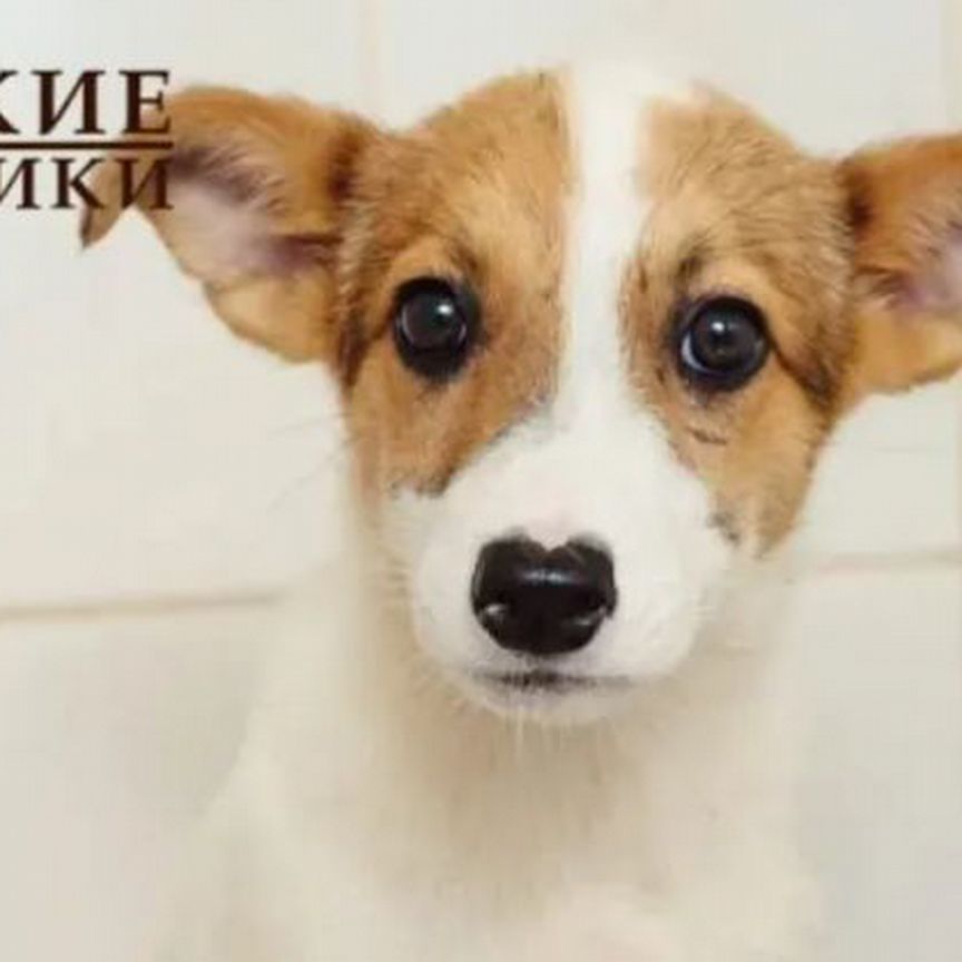 Джасси в добрые руки