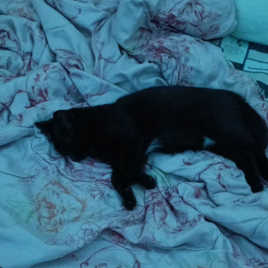Отдам кота в добрые руки