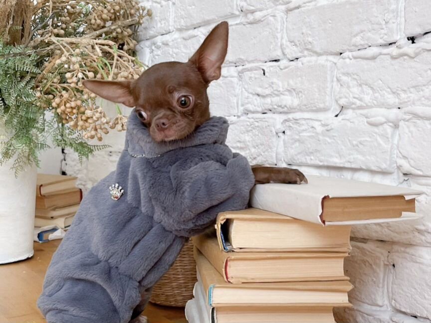 Пальто для маленькой собачки демесизон