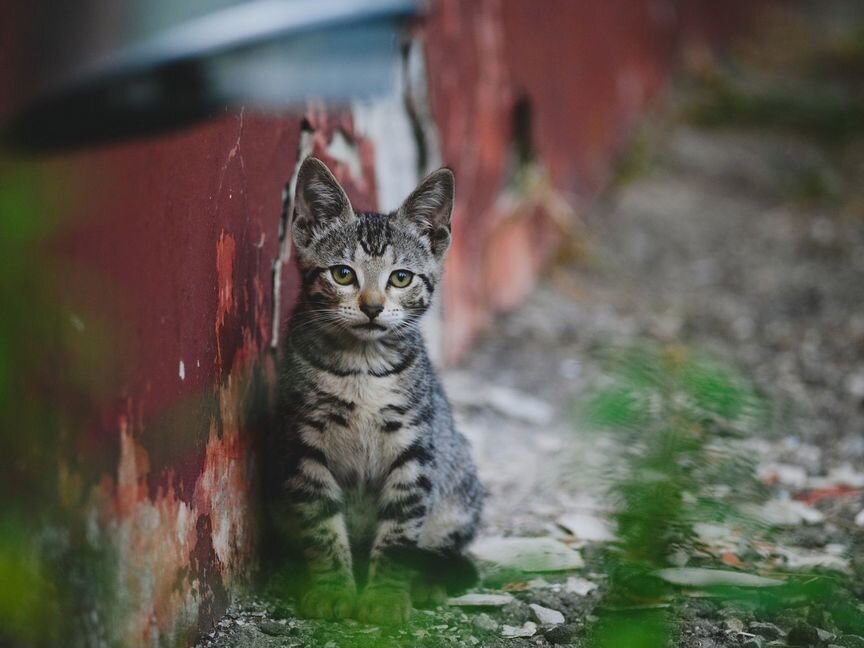 Котята в добрые руки даром