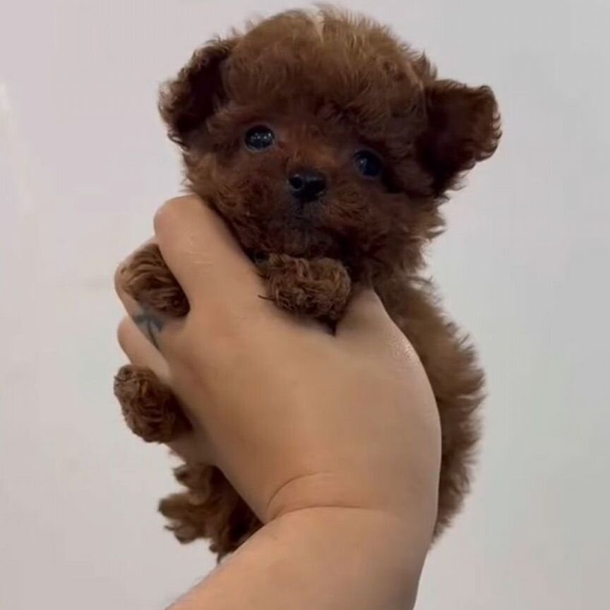 Той-пудель, щенок