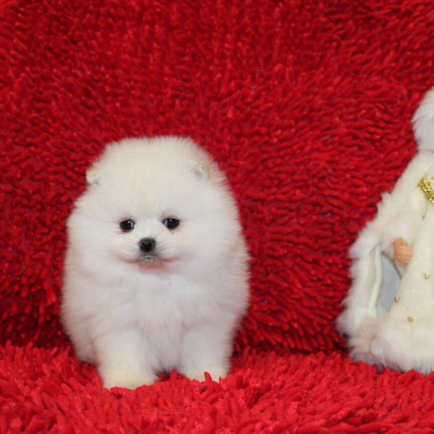 Померанский шпиц, щенок