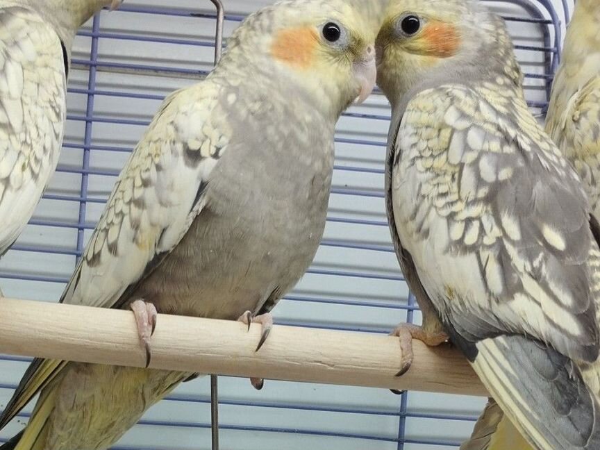 Ручные выкормыши