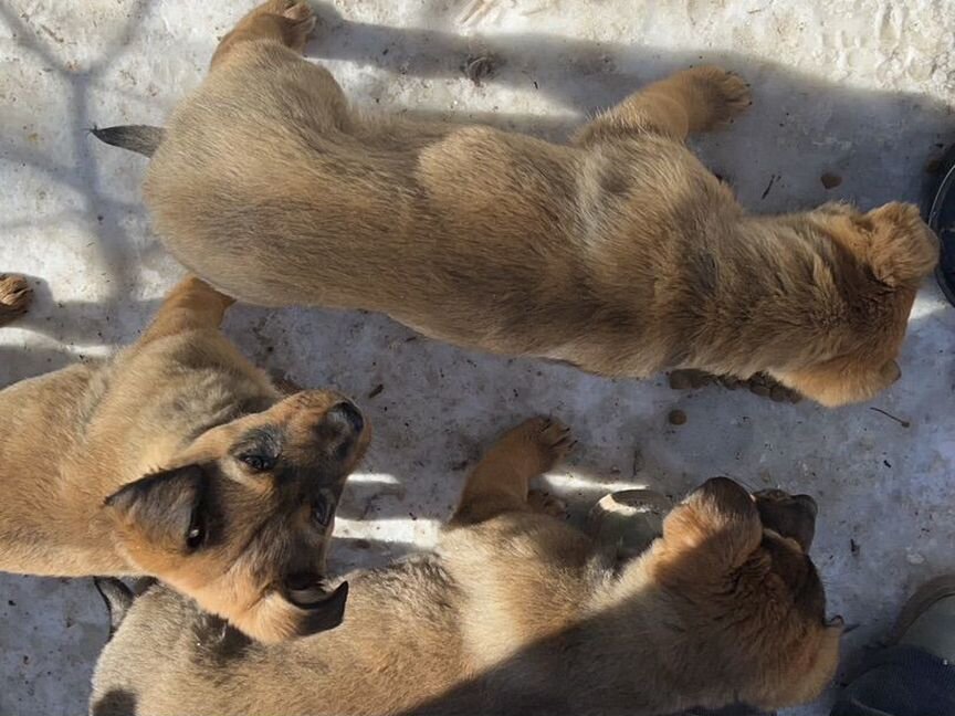 Бездомные щенки