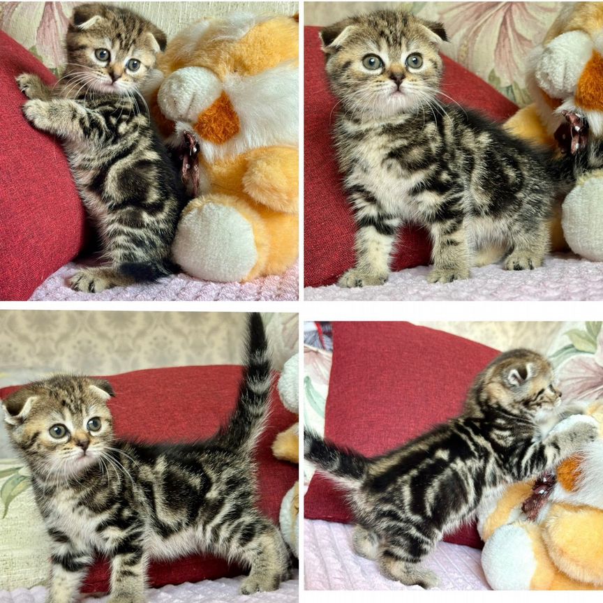 Шотландские вислоухие котята