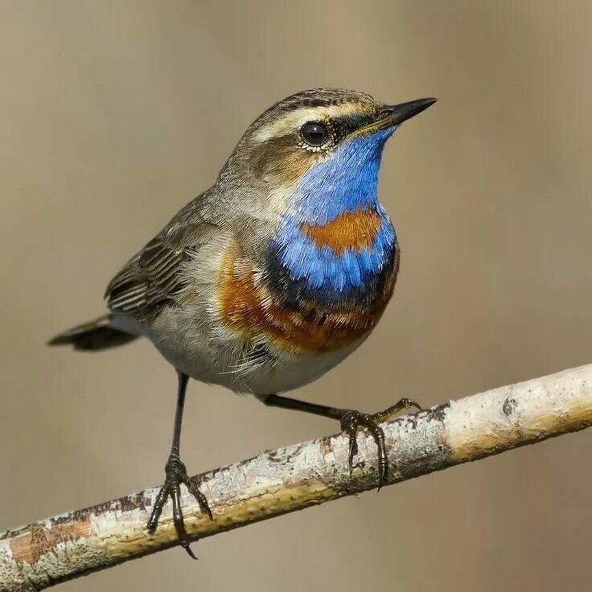 Варакуша соловей