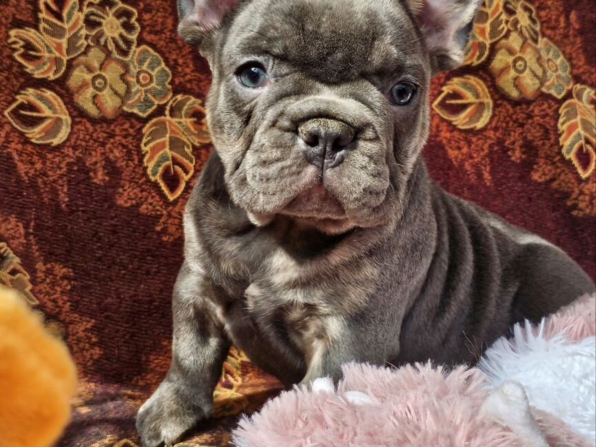 Мальчишка. Голубо тан. Генный на изабеллу