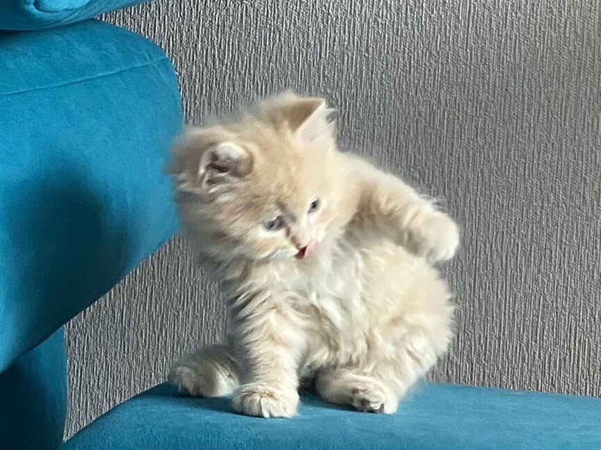 Котята турецкой ангоры