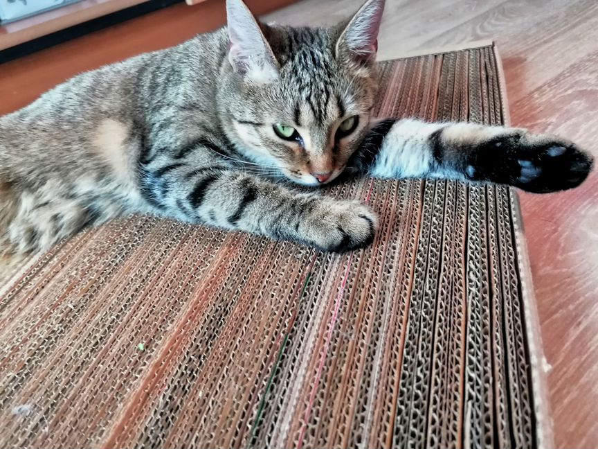 Когтеточка картонная