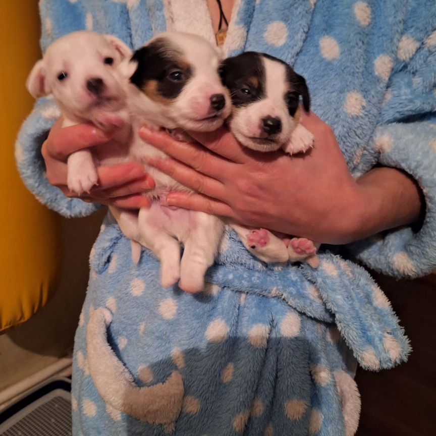 Щенки джек рассел терьер