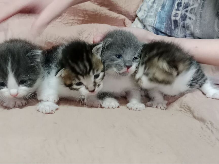 Котята