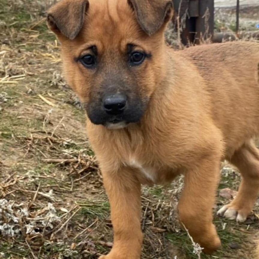 Бутуз карапуз ищет дом