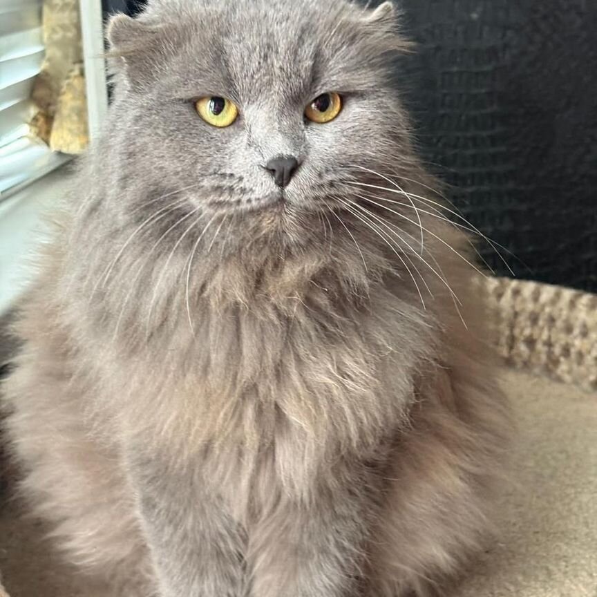 Шотландский вислоухий длинношёрстный, взрослый кот