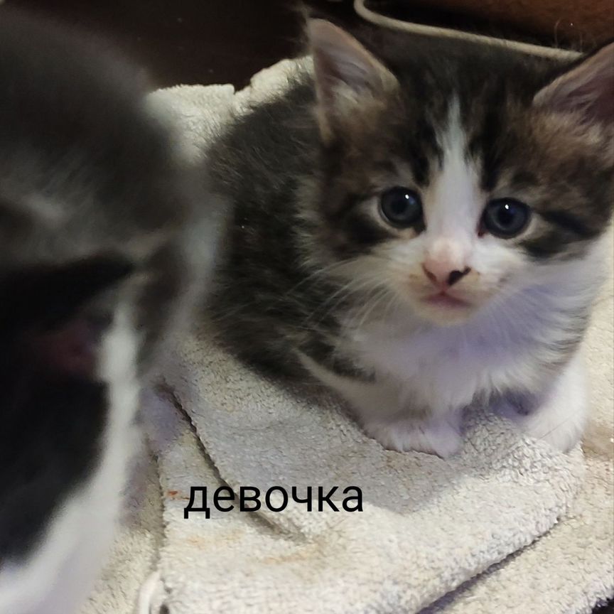 Котята в добрые руки