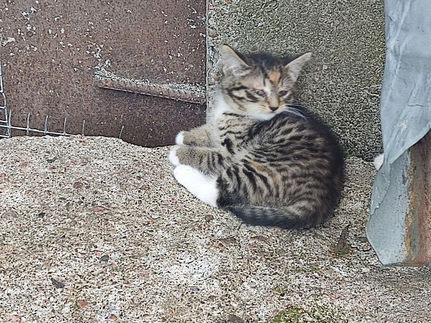 Котята ищут дом