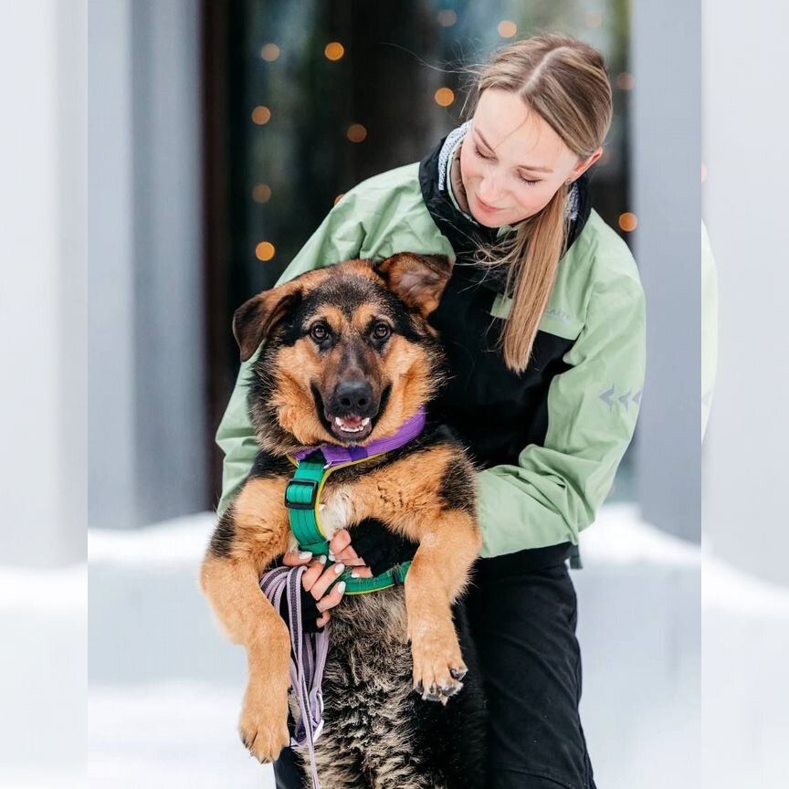 Немецкая овчарка, взрослый пёс