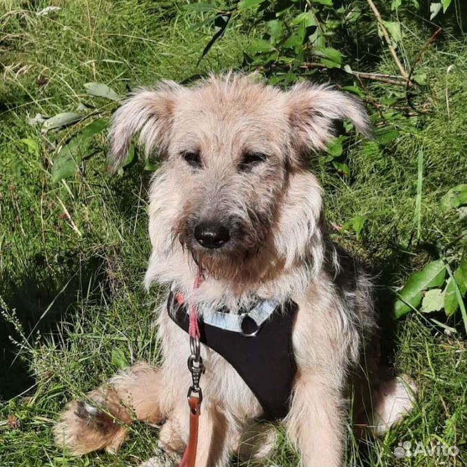 Собака Фиона, щенуля бесплатно, в добрые руки