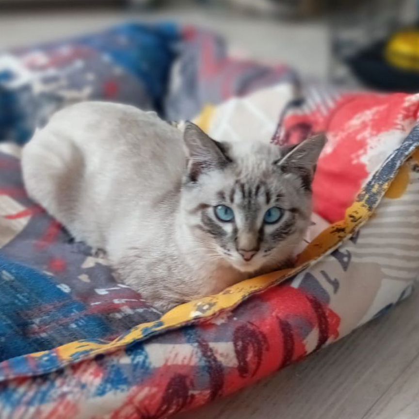 Котик в добрые руки
