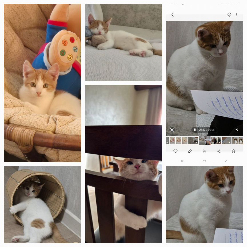 Семью для котика