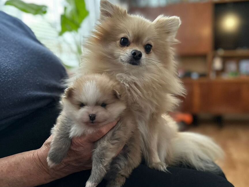 Продам щенят и взрослую собаку шпиц