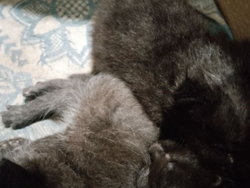 Веслоухие котята в добрые руки