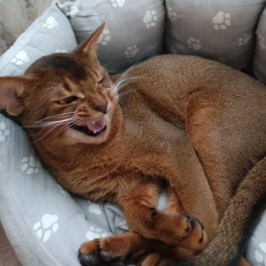 Абиссинский кот, вязка