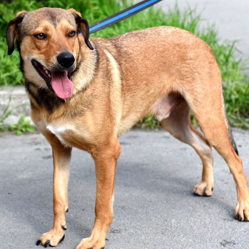 Собака в добрые руки бесплатно