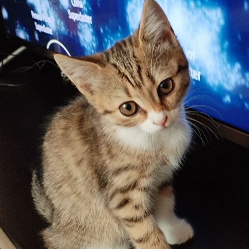 Котёнок 2,5 мес