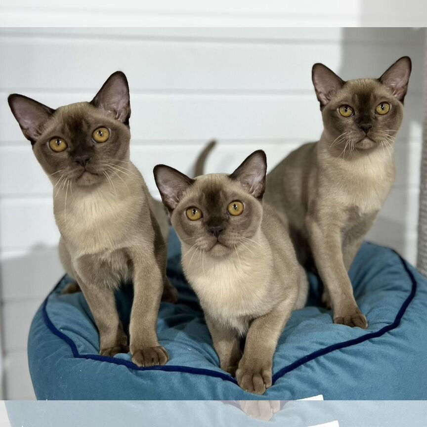 Европейский бурманский котёнок