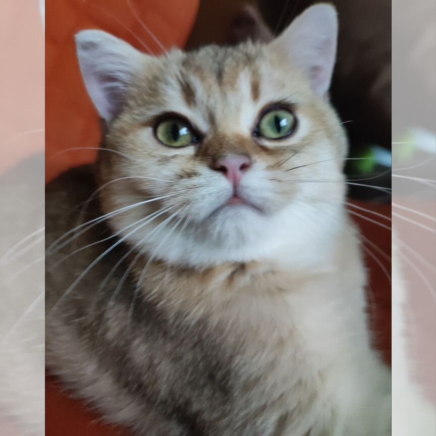 Котёнок скоттиш страйт девочка