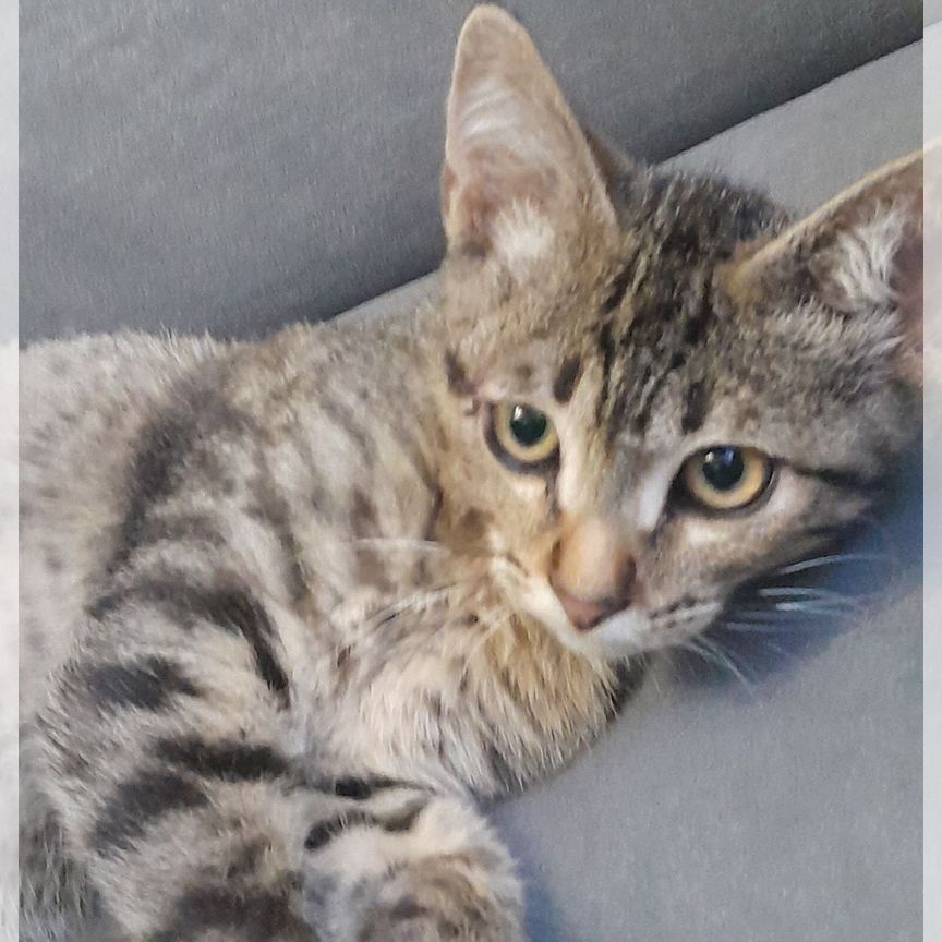 Котенок шпротик в добрые руки