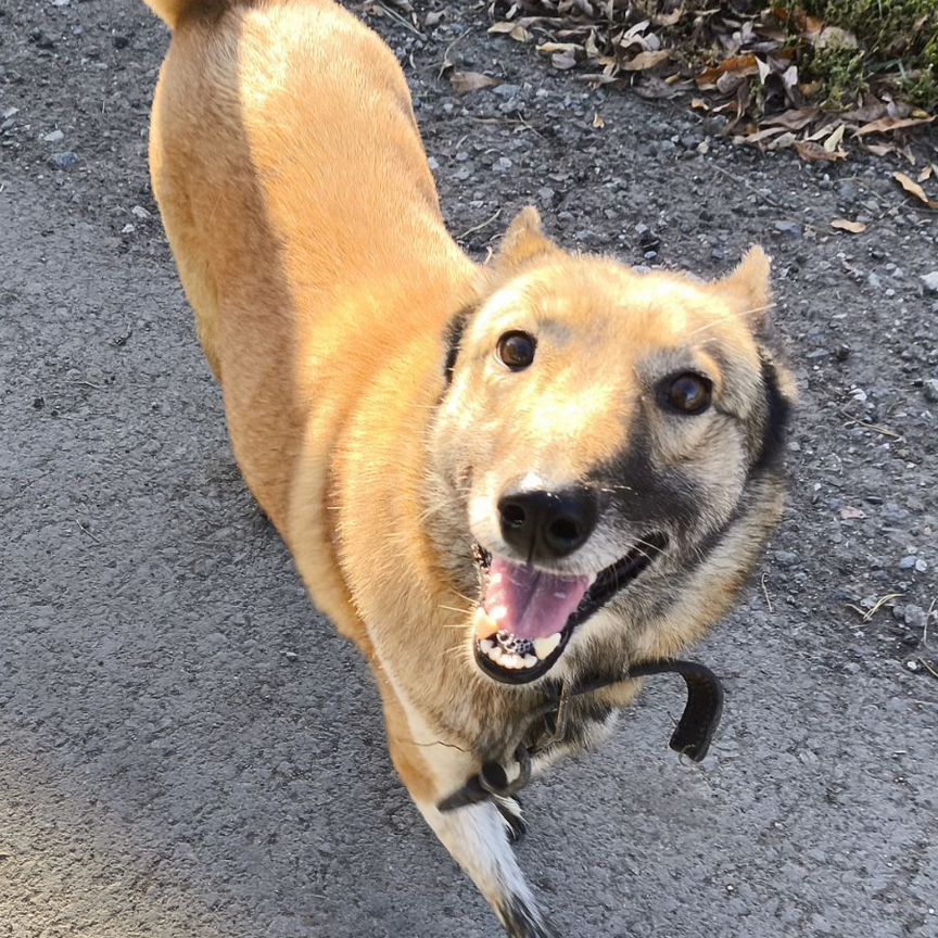 Лайка, взрослая собака