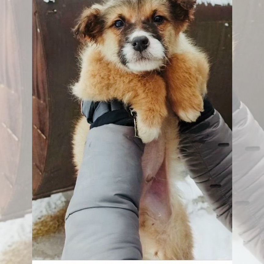 Щенок в добрые руки