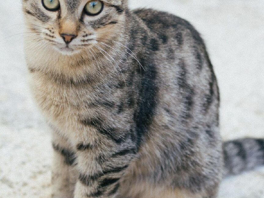 Котёнок из Грузии