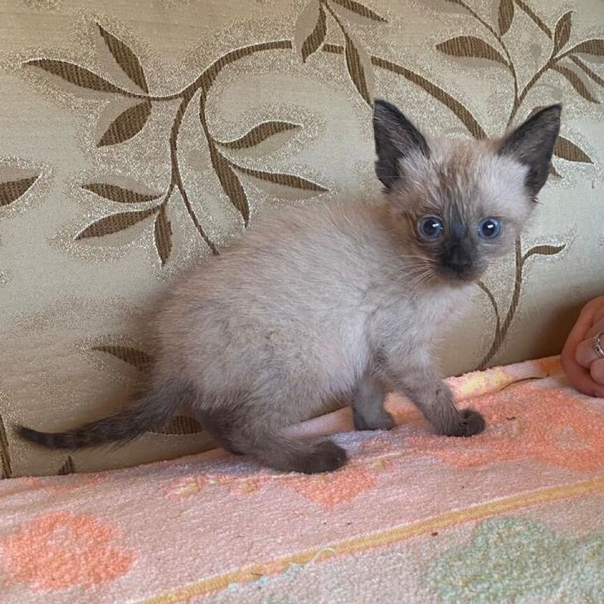 Котята в добрые руки мальчик и девочка 2 месяца