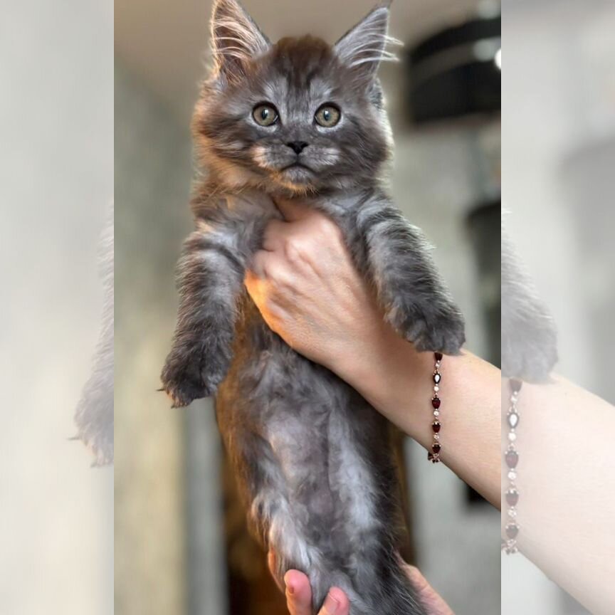 Мейн-кун котёнок