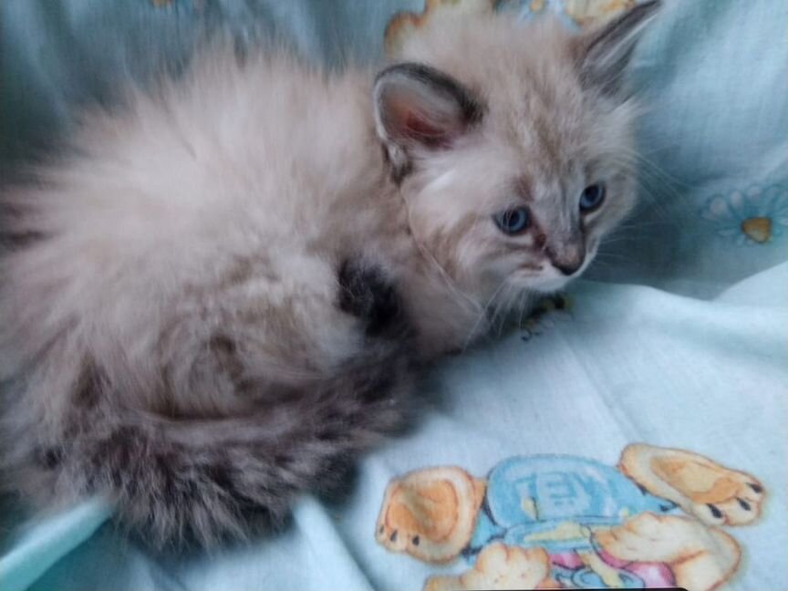 Голубоглазые котята
