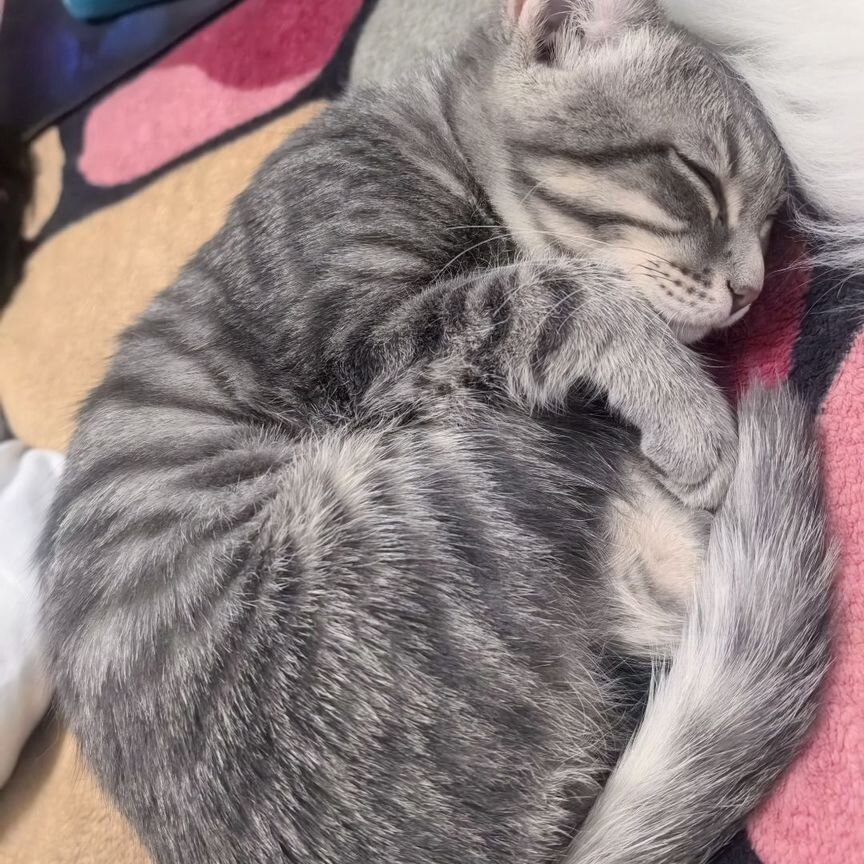 Котёнок по имени гав