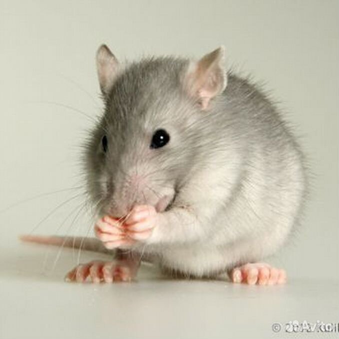 Крыса Голубая