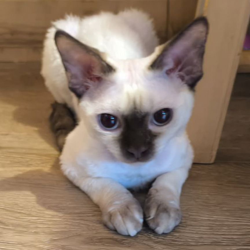 Девон-рекс котёнок