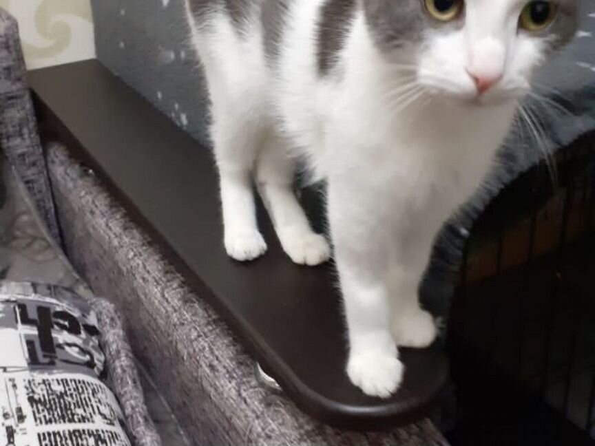 Котёнок Яся