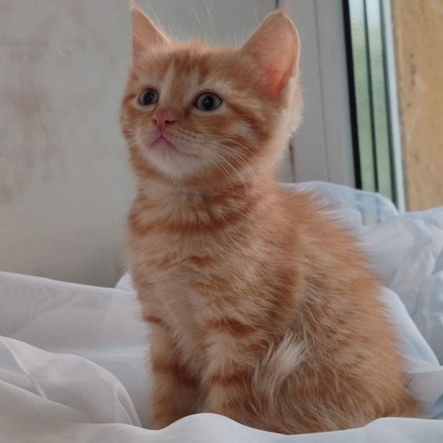 Котята Невская маскарадная