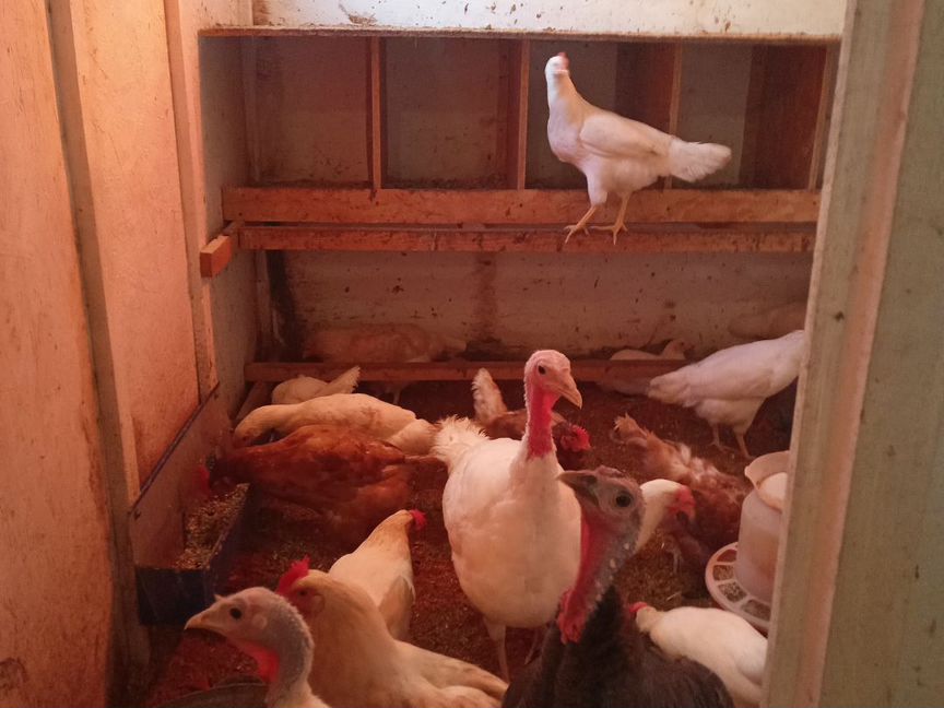 Куры несушки, молодки, индюшки