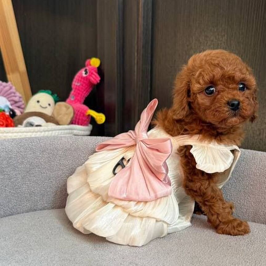 Той-пудель, щенок