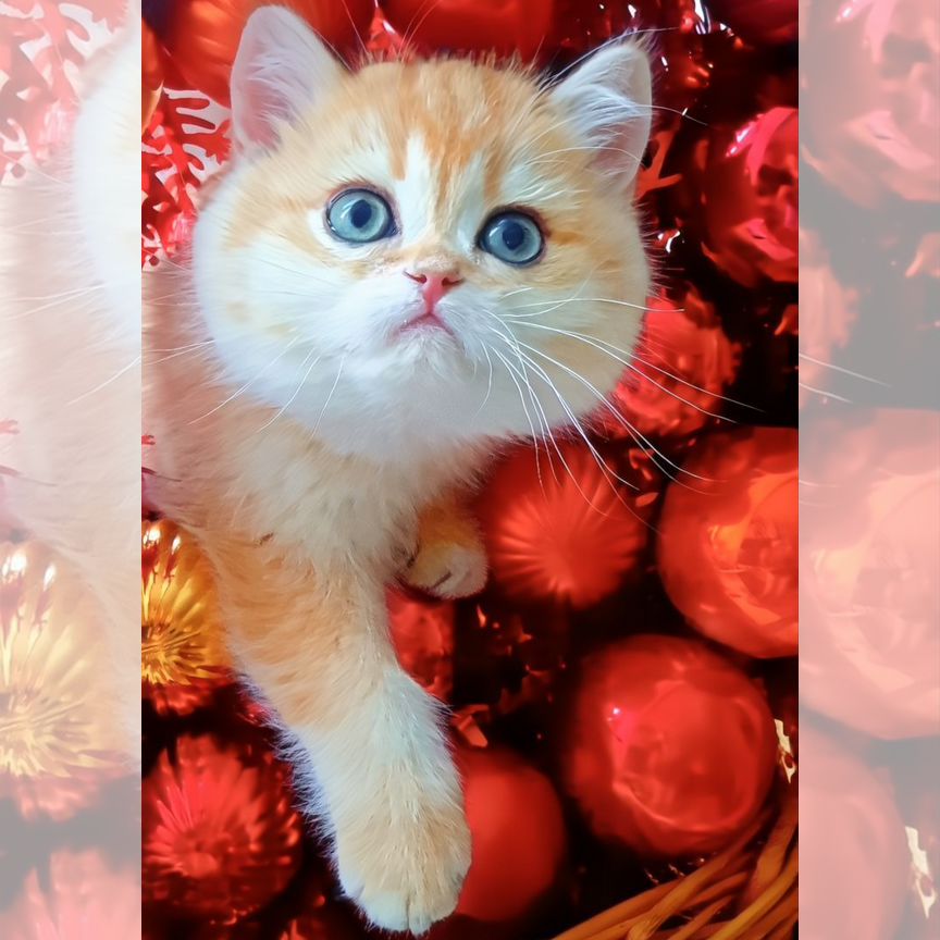 Британский короткошёрстный котёнок