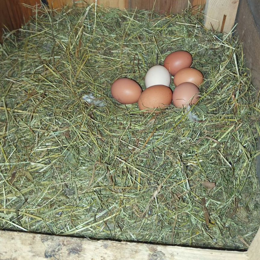 Домашние куры куриные яйца