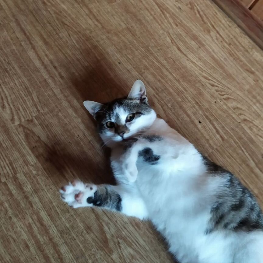 Заберите котёнка замерзает