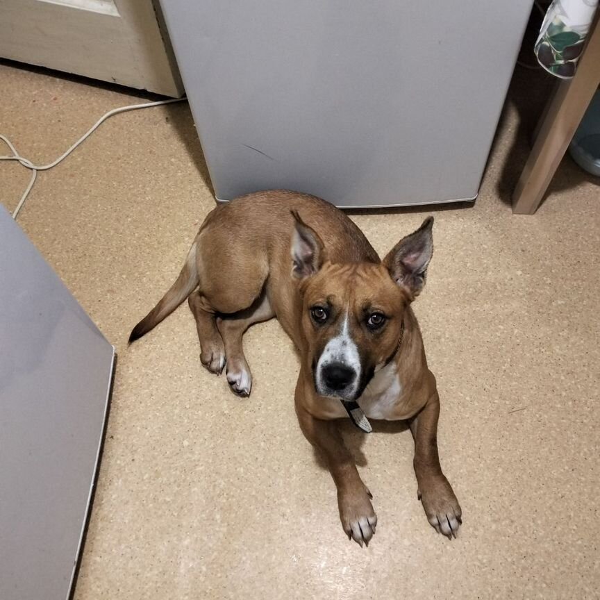 Собака в добрые руки маленькая порода