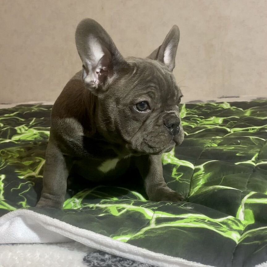 Французский бульдог серебряная принцесса