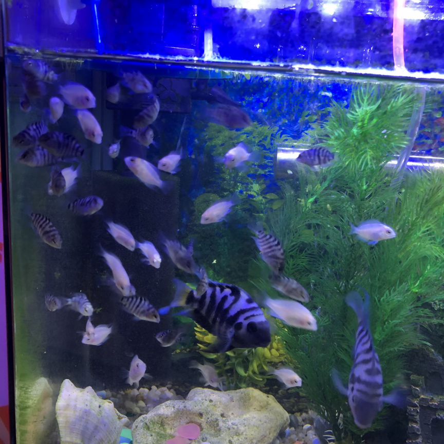 Аквариумные рыбки цихлиды